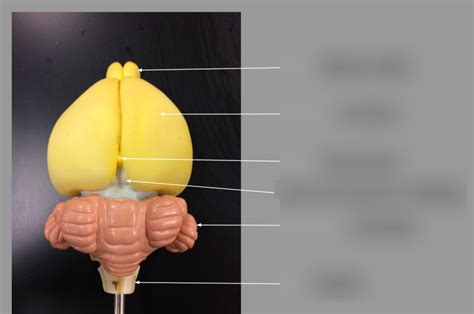 Rabbit Brain Dorsal Model Diagram Quizlet