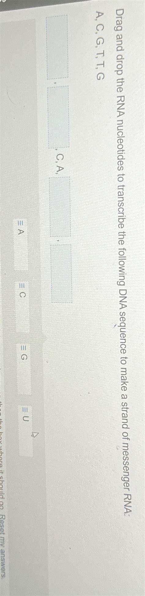 Solved Drag And Drop The RNA Nucleotides To Transcribe The Chegg Com