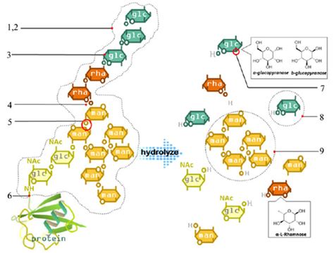 Structures And Functions Of Polysaccharides