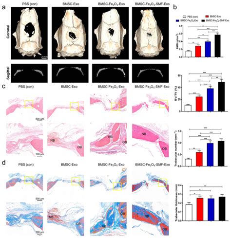 应用案例│磁性纳米颗粒和静态磁场对骨髓间充质干细胞的刺激 公司新闻 南京东纳生物科技有限公司