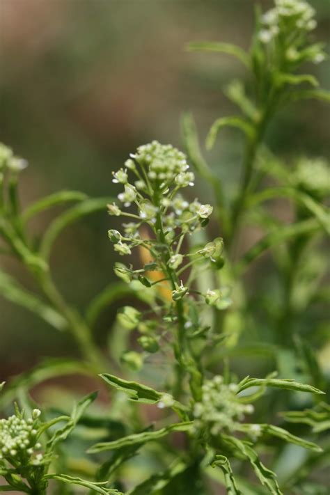 Lepidium Virginicum Seeds