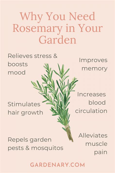 How To Grow And Harvest Your Own Organic Rosemary • Gardenary