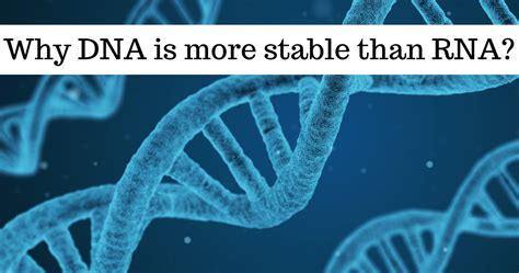 Stability Of DNA And RNA Why DNA Is More Stable Than RNA Biology Exams 4 U
