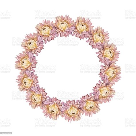 흰색 배경에 고립 된 수채화 보호 화환 디자인을위한 원 프레임 테두리 템플릿 결혼식을위한 드라이 플라워 핑크 국화 손으로 그린 여름 가을 식물 복사 공간이있는 클립 아트 0