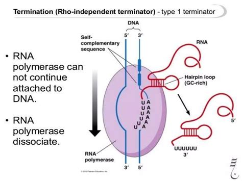 Transcription In Prokaryotes Pptx