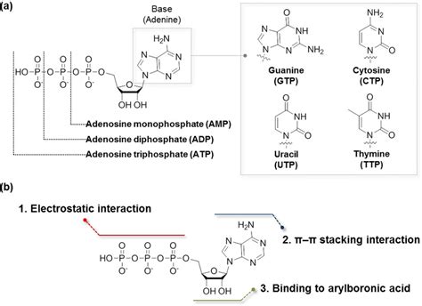 Nucleoside Phosphate
