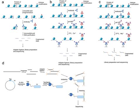 Schematic Diagram Of Chip Seq Cutandrun Cutandtag And Dap Seq A Download Scientific Diagram