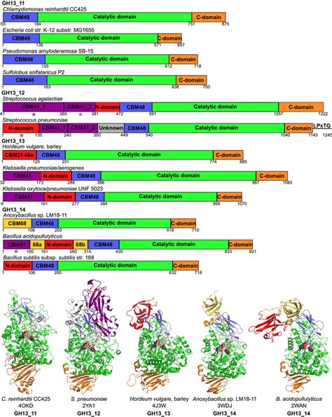 Domain Organisation Top Of The Structure Determined α Glucan Download Scientific Diagram