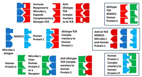 Ijms Free Full Text T Cell Receptor Sequences Identify Combined Coxsackievirus Streptococci