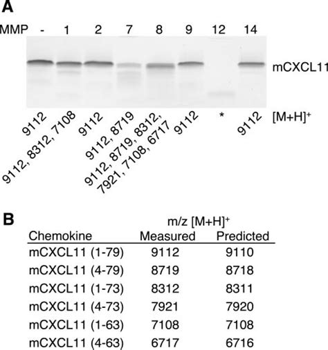mmp processing of murine cxcl11 a recombinant mmp 1 2 7 8 9 12