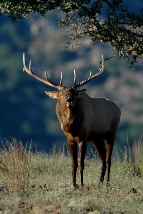 Us Whats That Sound September Is When Rut Starts For Most Elk In