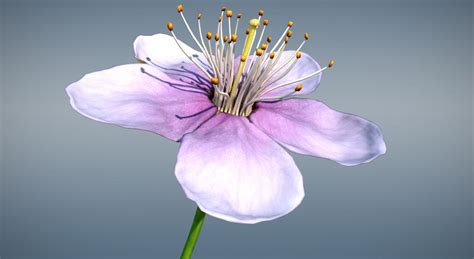 Цвете 3d анимация Електронно обучение и учене Mozaik