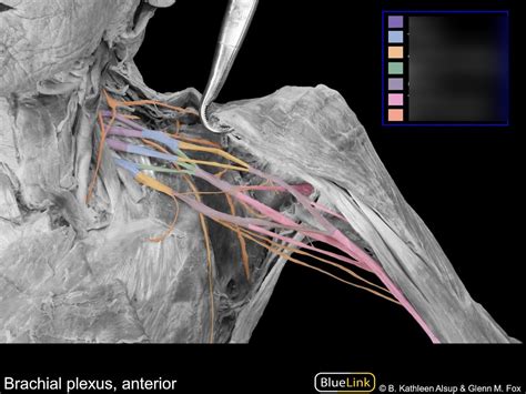 Brachial Plexus Identification Diagram Quizlet Brachial Plexus Identification Diagram Quizlet