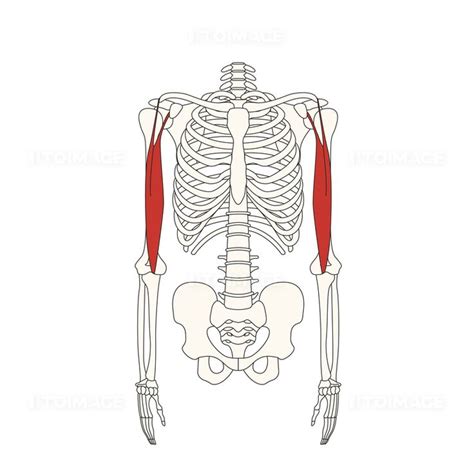 뼈와근육상완이두근의 단두 인체 벡터 일러스트 일러스트 사람 의료 뼈 인체 신체 과학 의학 근육 욱체 해부학 근육구조 구조 교육 자료 상완이두근의