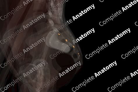Sacral Nerves Left Complete Anatomy