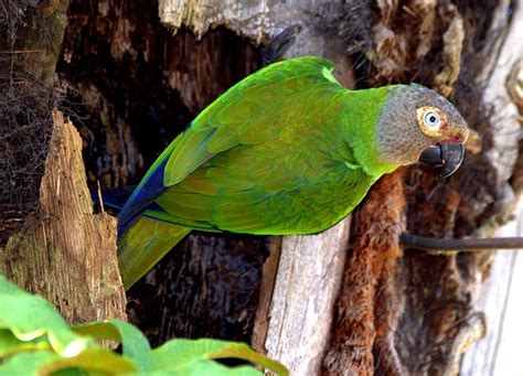 Dusky Conure Size