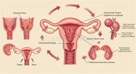 illustration depicting the female reproductive system labeled with