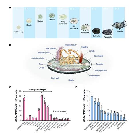spatial and temporal expression patterns of hl casp9 mrna in