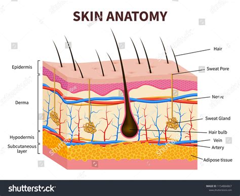 Skin Anatomy Diagram