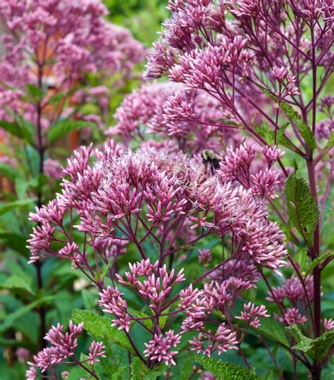 Eupatorium maculatum spotted Joe Pye Weed from Prides Corner Farms