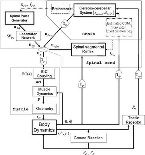 hierarchical neural control of walking download scientific diagram