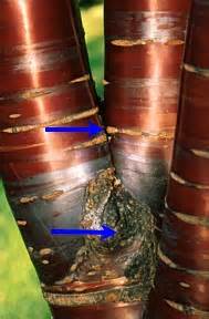 Selecting Trees Planting Landscape Plants Edward F Gilman UF IFAS