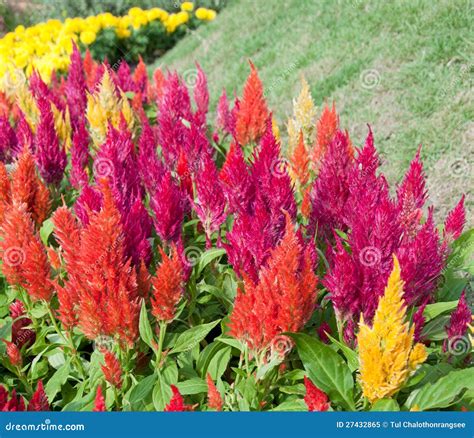 Plumed Cockscomb Flowers Stock Image Image Of Love Petals 27432865