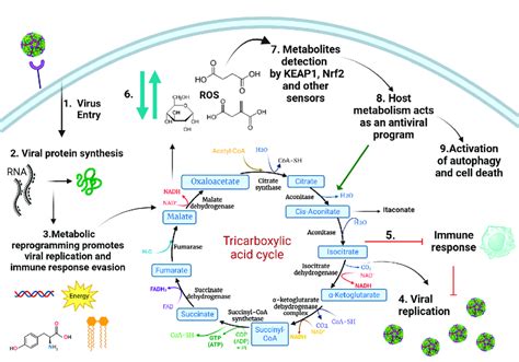 Metabolic Reprogramming Induced After Viral Infection Upon The Entry Download Scientific
