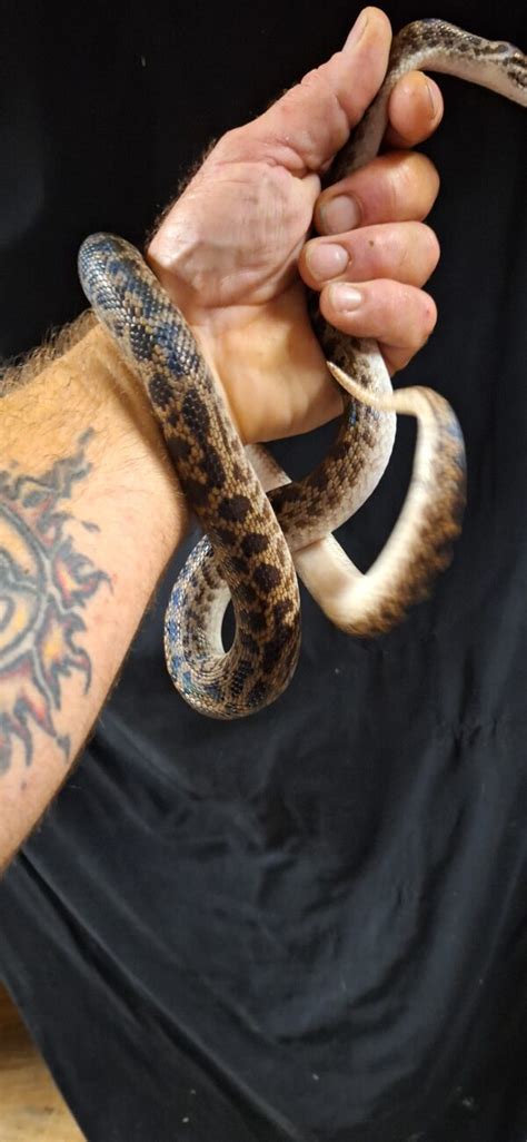 Adult Female Spotted Python Reptile Mart