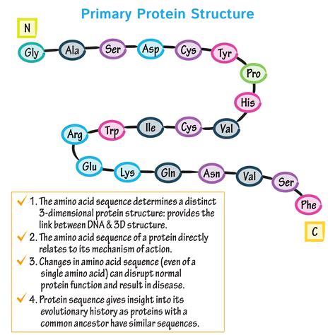 Mcat Biology And Biochemistry Glossary Protein Structure Class 1 Primary Ditki Medical