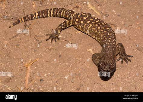 Rio Fuerte Beaded Lizard Heloderma Exasperatum From Sonora Mexico