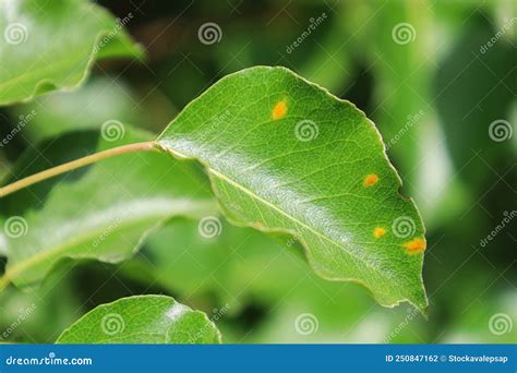 Sick Leaf Stock Image 127048741