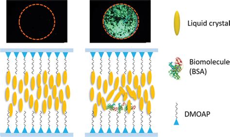 Signal Amplification Strategies For Optical Biodetection At The Liquid Crystalsolid Interface