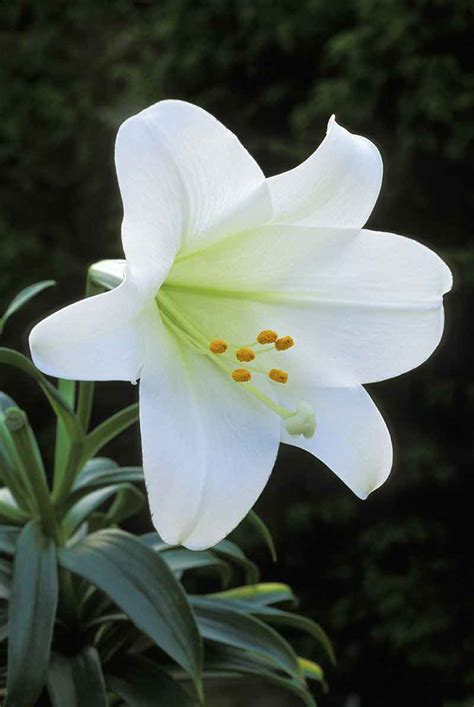 Lily Flower लिली फूल सुंदरता देखभाल और उपयोग की पूरी जानकारी