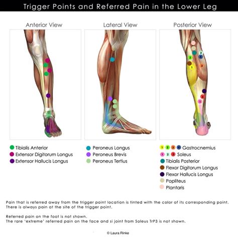 Gym Friendly Lower Leg Trigger Point Map Laura Rinke