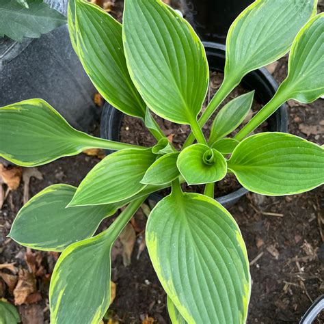 Hosta Albo Marginata Variegated Yellow Hosta Grow Wild Greenery