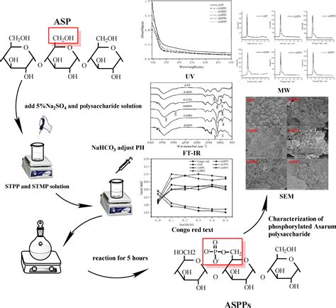 Phosphorylation Modification Structural Characterization Antioxidant And Dna Protection