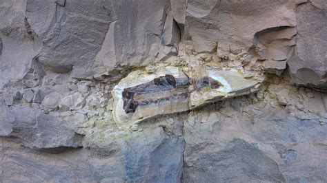 Petrified Wood Bark Fossil In Rock 26198006 Stock Video At Vecteezy