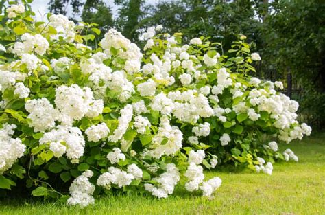 White Wedding Hydrangea Vs Limelight Hydrangea Two Beautiful Varieties