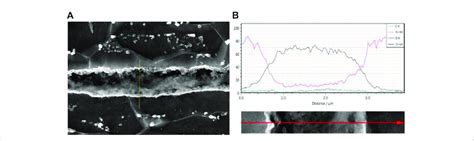 a sem micrograph b eds line scan shows the presence of the