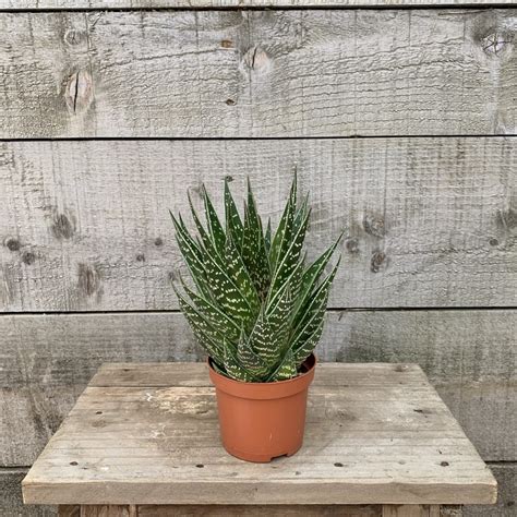 Aloe Varigegata Tiki Tahi