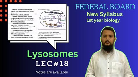 Lysosomes Lysosomes Structure And Function Class 11 Youtube