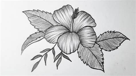 How To Draw A Flower Easy Step By Step Hibiscus Flower Drawing Youtube