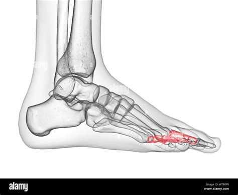 3d Rendered Medically Accurate Illustration Of The Proximal Phalanx