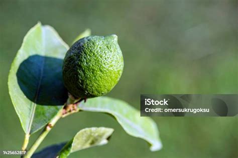 정원에서 레몬 묘목에 싹을 틔우고 싹을 틔우는 클로즈업 0명에 대한 스톡 사진 및 기타 이미지 0명 건강한 식생활 과실나무 Istock