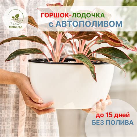 Комнатные Растения Маленькие – купить в интернет-магазине OZON по ...