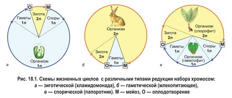 § 18 Мейоз Место мейоза и оплодотворения в жизненном цикле организмов