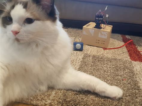 Cats And Lasers And Raspberry Pi Oh My Raspberry Pi