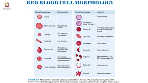 Abnormal Morphology Of Rbc Notes Pdf