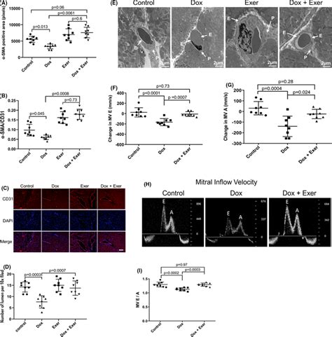 Effect Of Doxorubicin With And Without Exercise On Cardiac Vessel Download Scientific Diagram